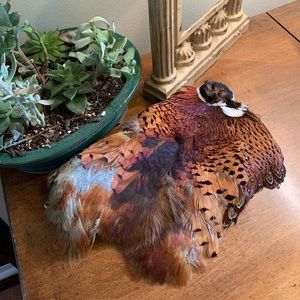 pheasant | Wall Decor | Ringneck Pheasant Feather Mount Display ...